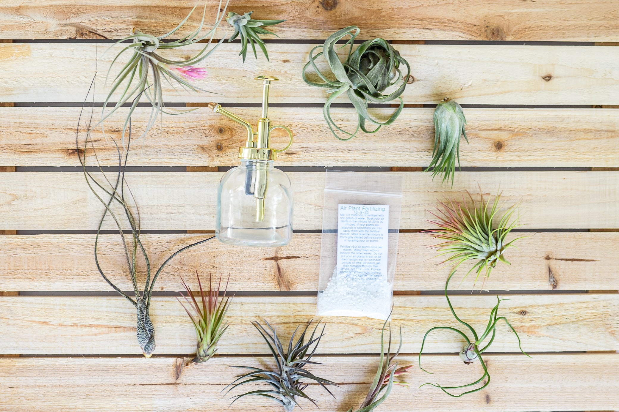 Tillandsia Air Plant Grab Bag of Small & Medium Plants with Fertilizer ...