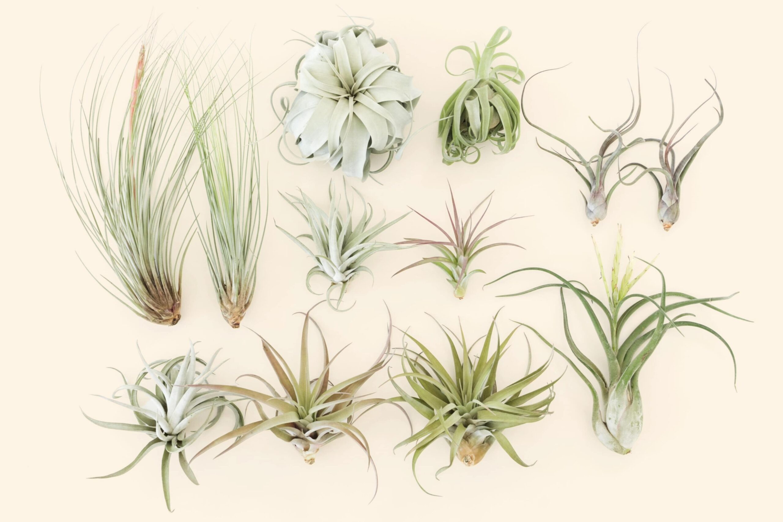 Exciting Where To Buy Air Plants Gallery
